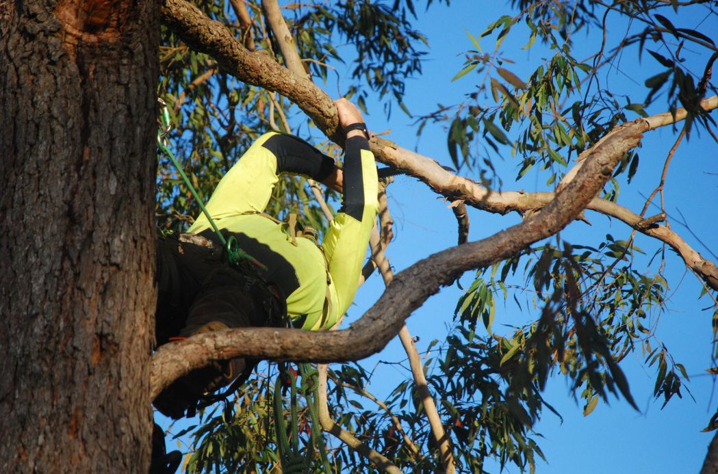 Contact Transform Tree Care | Arborist/Tree Lopper