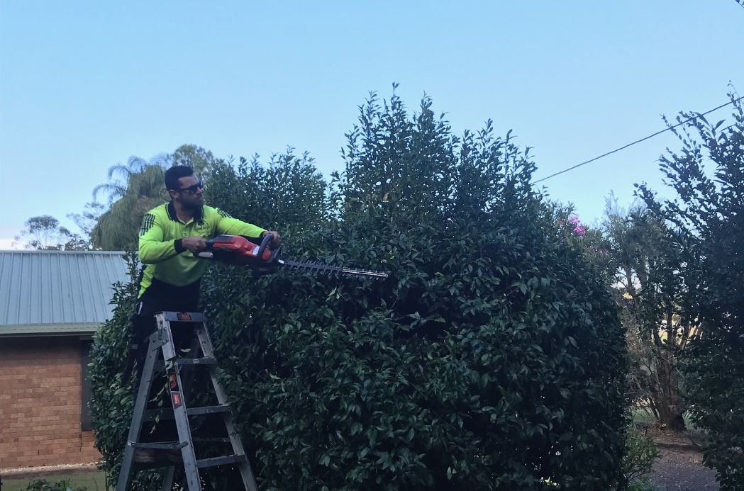 Hedging - Transform Tree Care