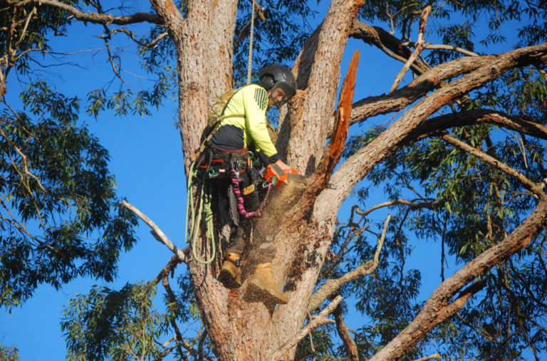 Why use an Arborist - Transform Tree Care