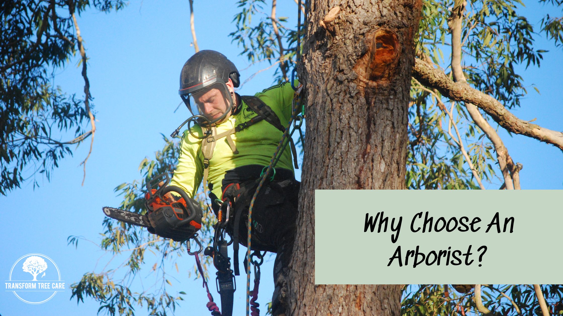 Why use an Arborist - Transform Tree Care