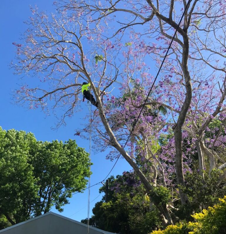 Tree Climbing - Transform Tree Care