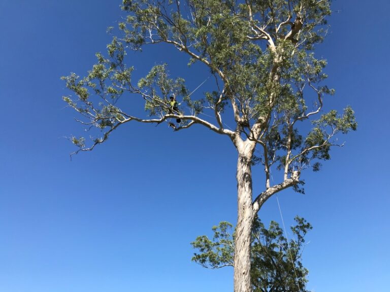 Tree Pruning - Transform Tree Care