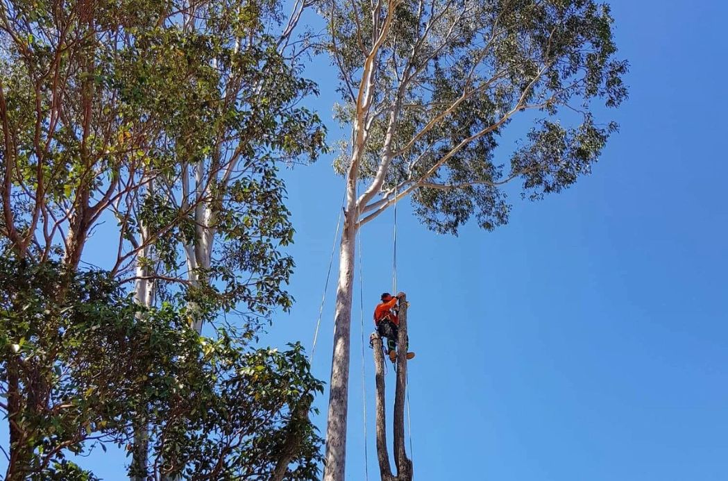 Tree Removal - Transform Tree Care